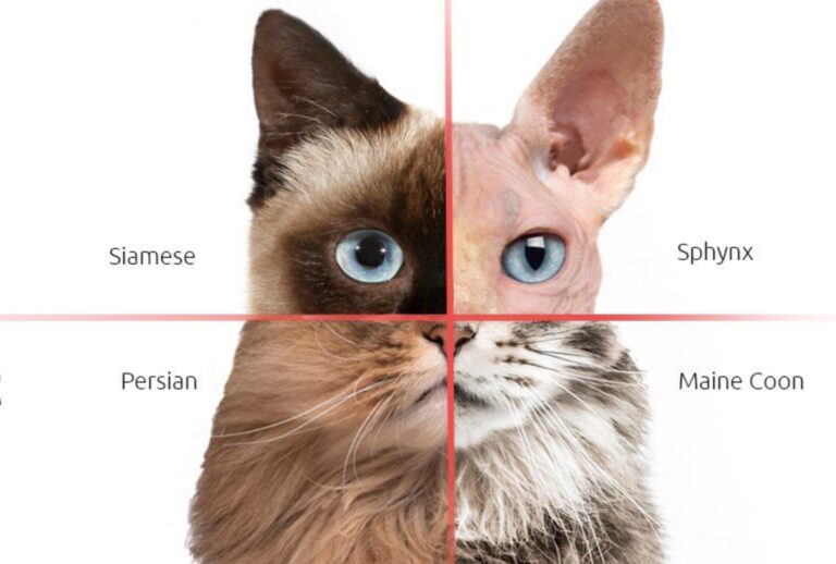 6 Things To Know About Cat DNA Testing - The .ISO zone