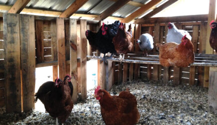 Chicken Coop Space Tips and Requirements You Need to Know - The .ISO zone